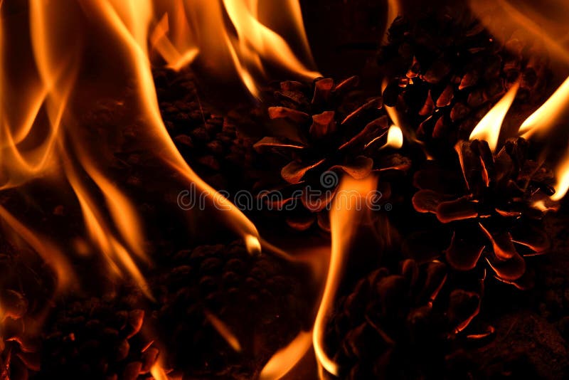 Burning Fire from Pine Cones in the Forest. Detail of Flames Stock ...