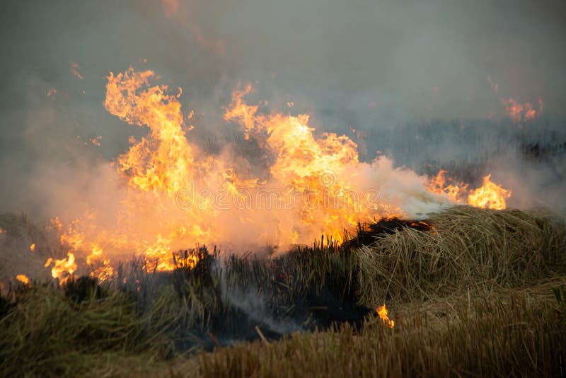 Burning Fire and Smoke in Fields, Open Fields, Where Farmers Burn for ...
