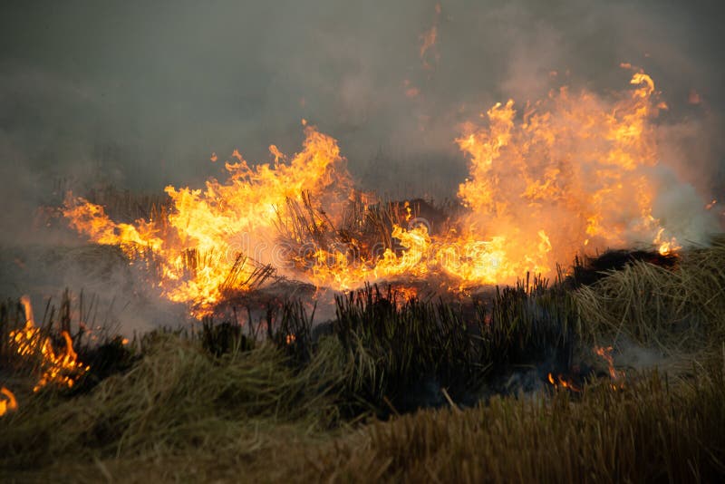 Burning Fire and Smoke in Fields, Open Fields, Where Farmers Burn for ...