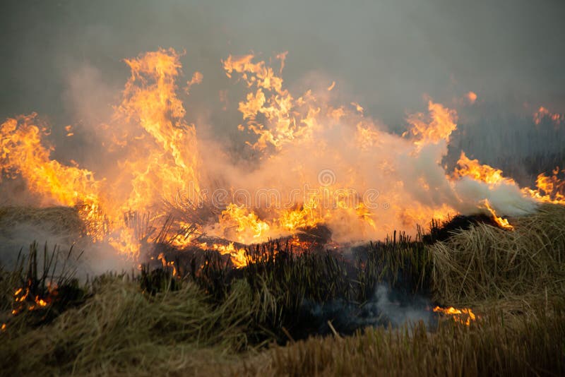 Burning Fire and Smoke in Fields, Open Fields, Where Farmers Burn for ...