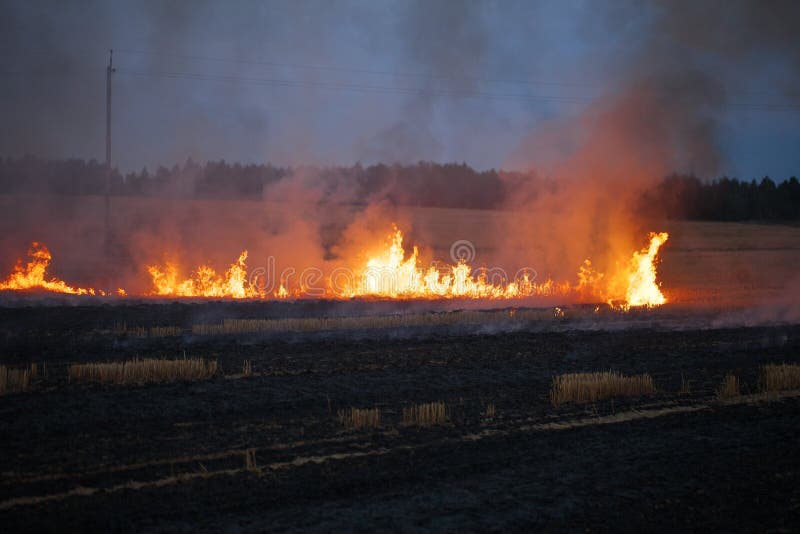 Fire Flame of Burning Straw Stock Photo - Image of energy, flame: 164653034