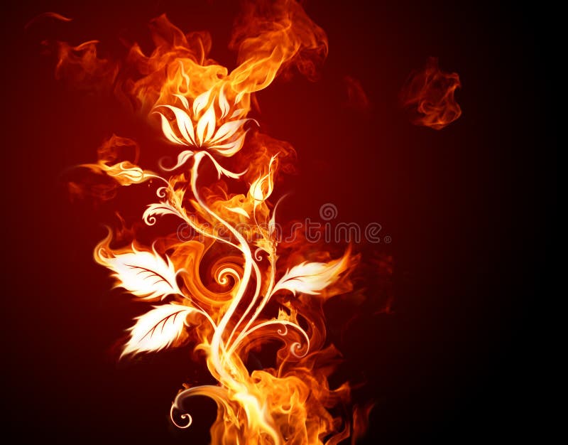 Burning flower stock illustration. Illustration of beautiful - 3241782