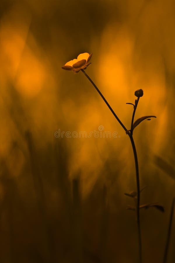 Burning Flower stock image. Image of orange, garden, macro - 8626297