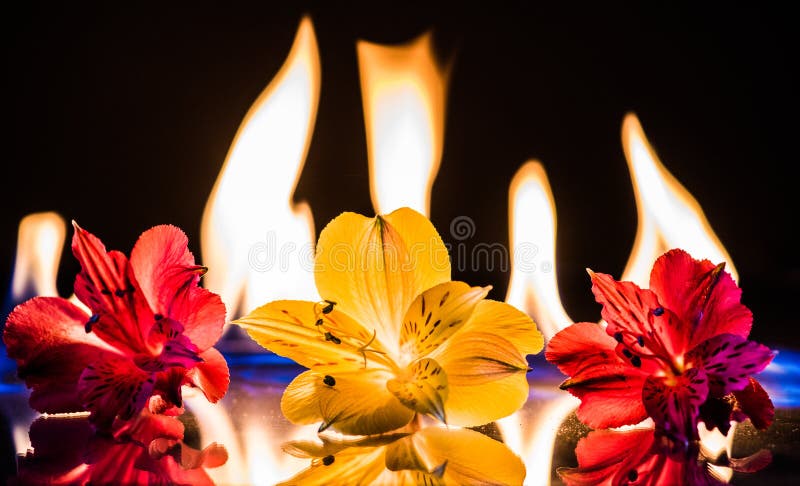 Burning Flowers stock photo. Image of yellow, flames - 78627128