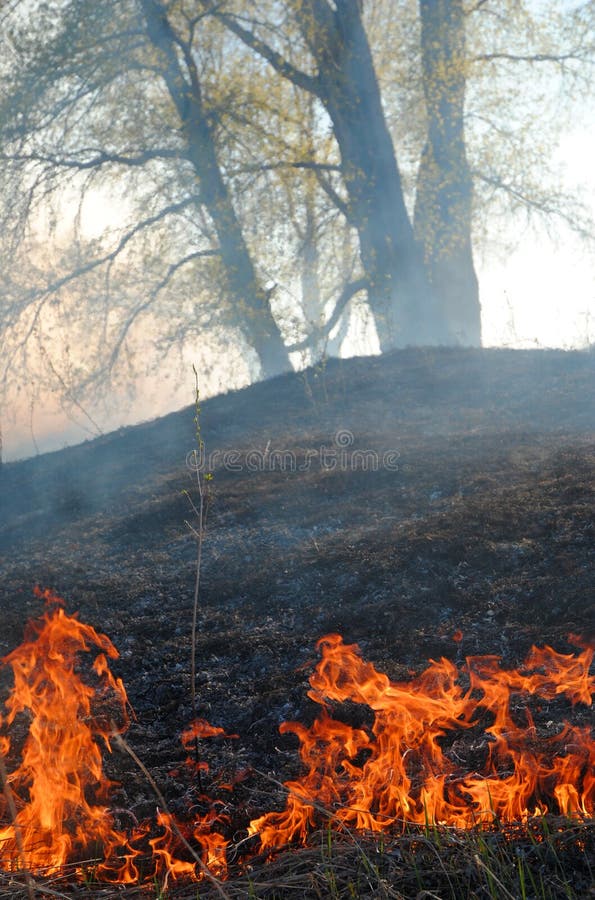 Burning Forest Picture. Image: 14351482