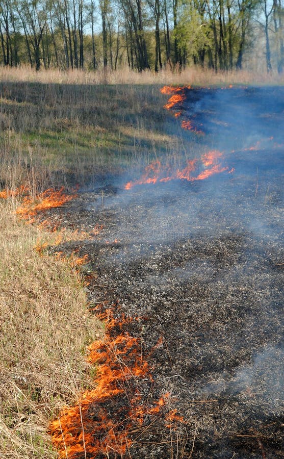 Burning forest stock image. Image of animals, bush, covering - 14351539