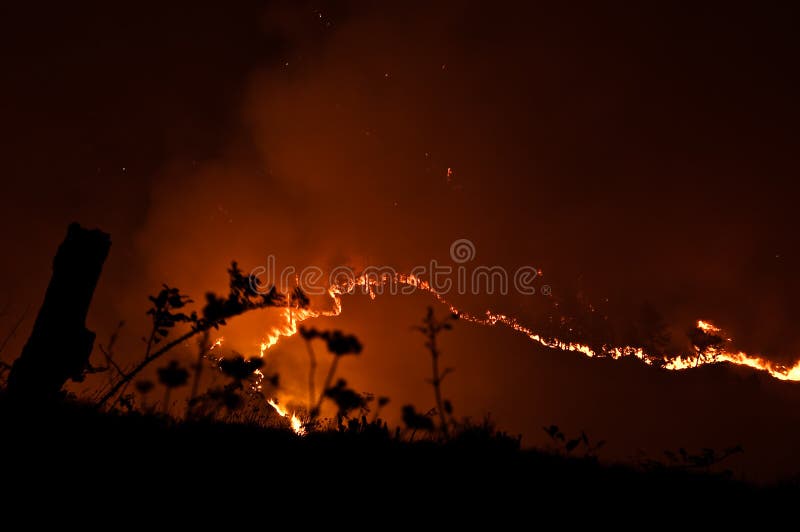 Forest fire at night stock photo. Image of burning, forest - 37558834