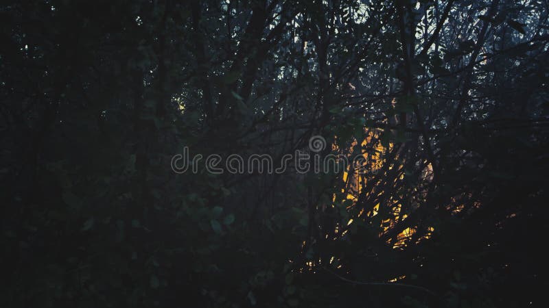 Burning Forest. Flames Inside the Park, among the Trees Stock Footage ...
