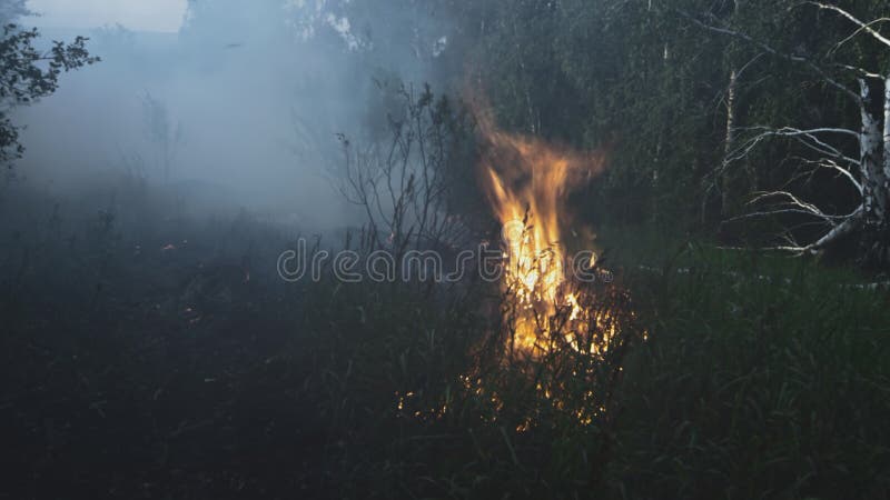 Burning Forest. Flames Inside the Park, among the Trees Stock Video ...