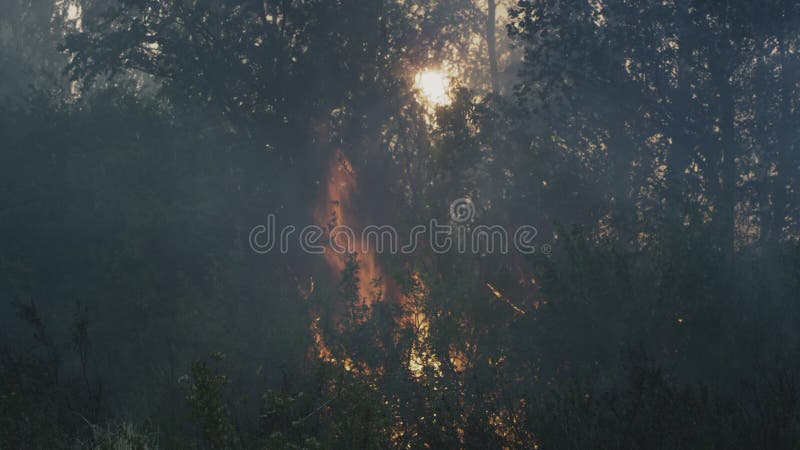 Burning Forest. Flames Inside the Park, among the Trees Stock Video ...