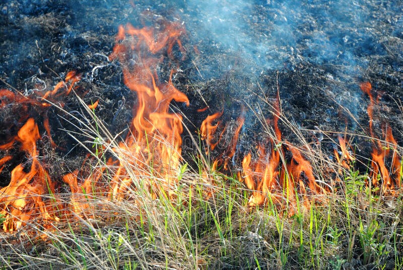 Bush Fire stock image. Image of bush, veld, burning, grass - 891853