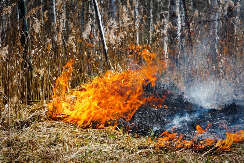 169 Marsh Burning Stock Photos - Free & Royalty-Free Stock Photos from ...