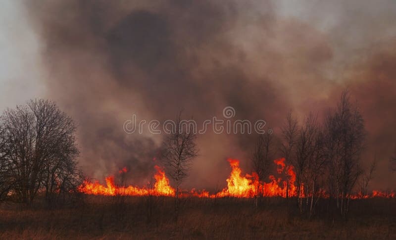 Burning Grass in Spring Forest Stock Photo - Image of fire, tree: 270221108