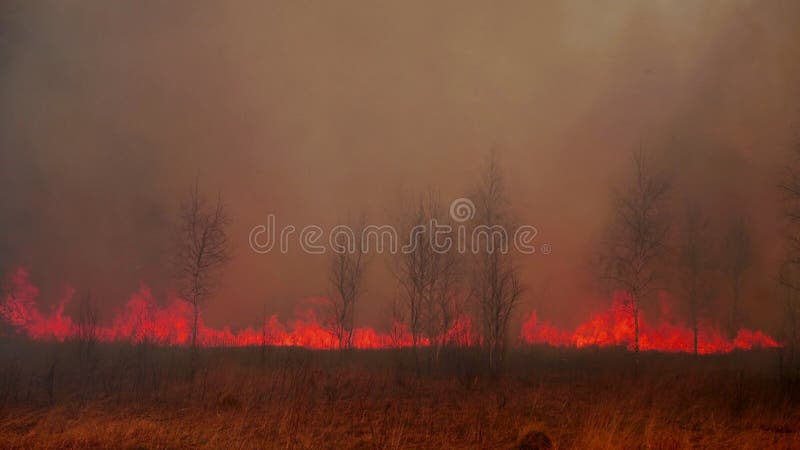 Burning Grass in Spring Forest Stock Image - Image of forest, grass ...
