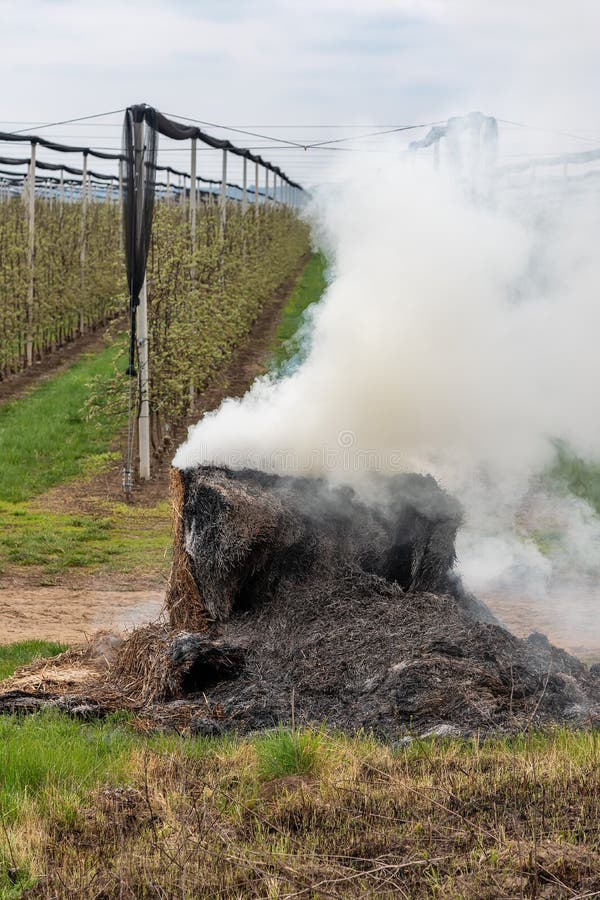 Burning Hay Bales. Smoking Orchards with Hay Stock Image - Image of ...