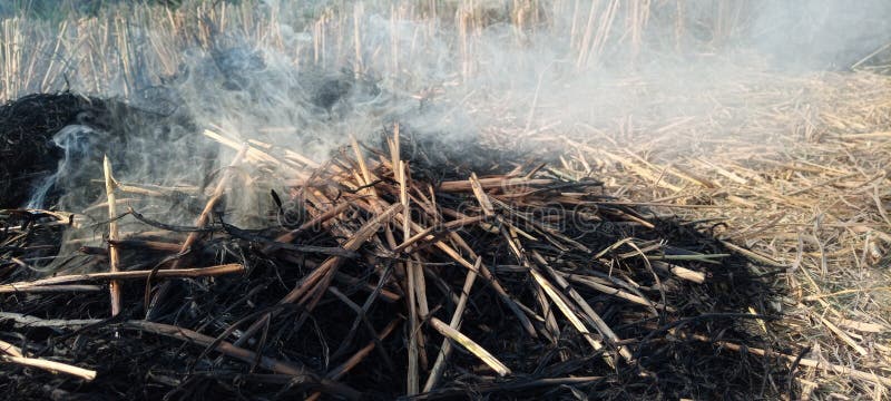 Burning hay in the fields stock photo. Image of burnt - 221516558