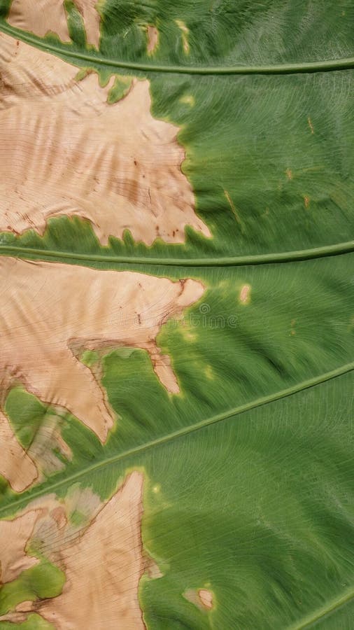 The Burning Leaf stock image. Image of nature, food - 276811857