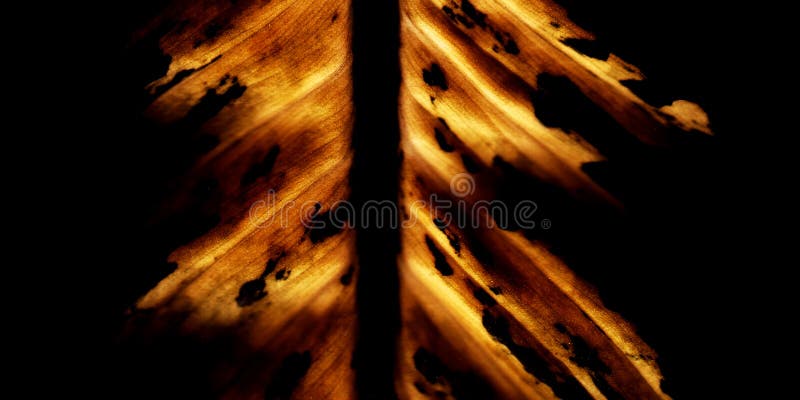 Autumn Maple Leaf on Black Background Stock Photo - Image of backlight ...