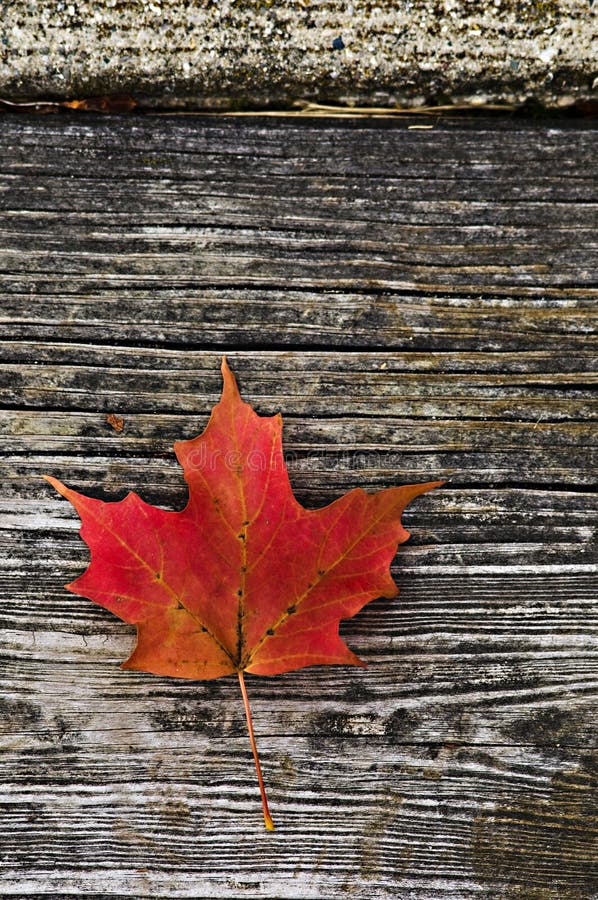 Burning Leaf stock image. Image of wood, dock, autumn - 7606961