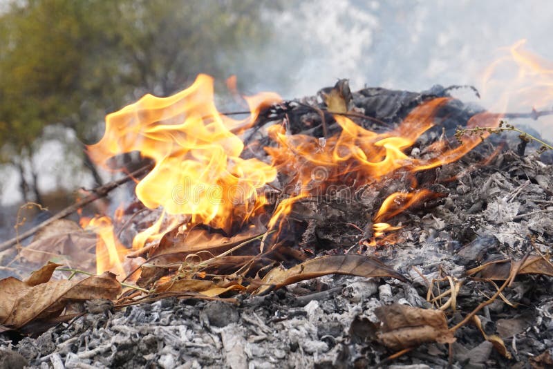 Burning leafs in autumn stock image. Image of burn, bonfire - 131289663