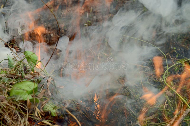 Burning leaves & smoke stock photo. Image of wild - 267747004