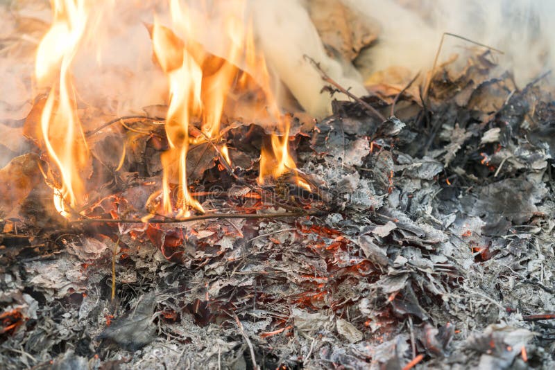 Burning Leaves. Fire in the Forest Stock Photo - Image of brown ...
