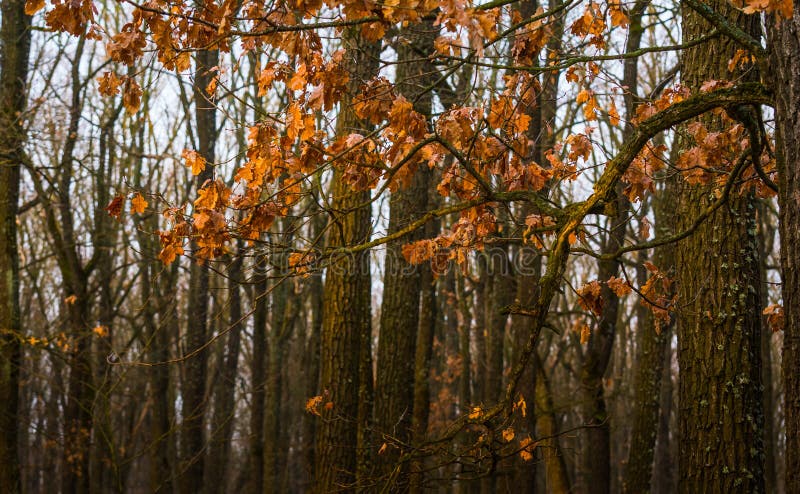 Burning leaves stock image. Image of forest, wood, leaves - 88349213