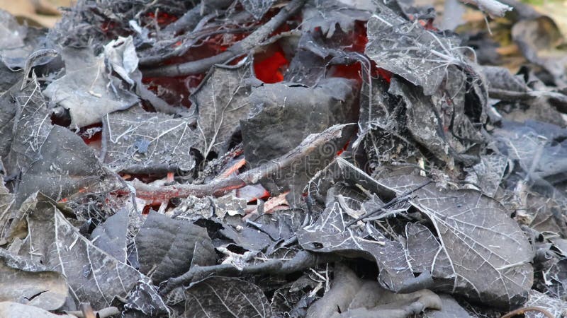 After Burning the Leaves of the Tree Stock Video - Video of fire ...