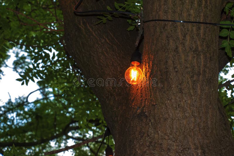 A Burning Light Bulb Hangs on a Tree in the Garden. Festive Garden ...