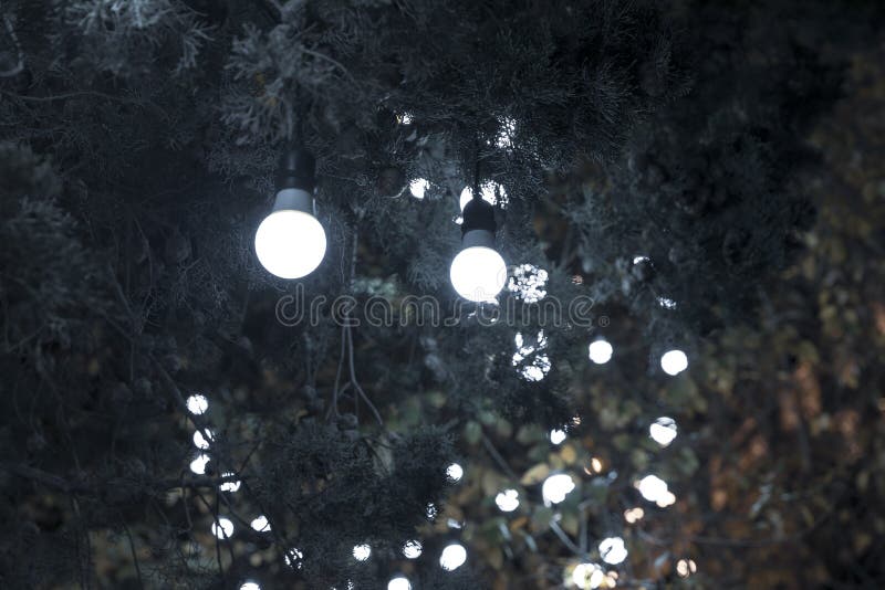 874 Light Bulbs Hanging Tree Photos - Free & Royalty-Free Stock Photos ...