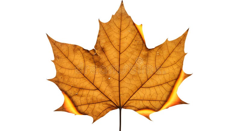 Burning Maple Leaf stock photo. Image of flame, ephemeral - 371086174