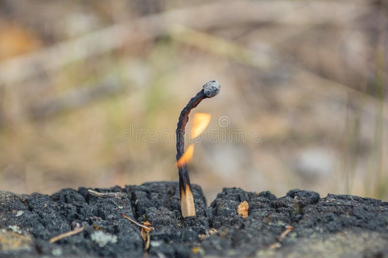 A Burning Match. a Fire in the Forest Stock Photo - Image of homely ...