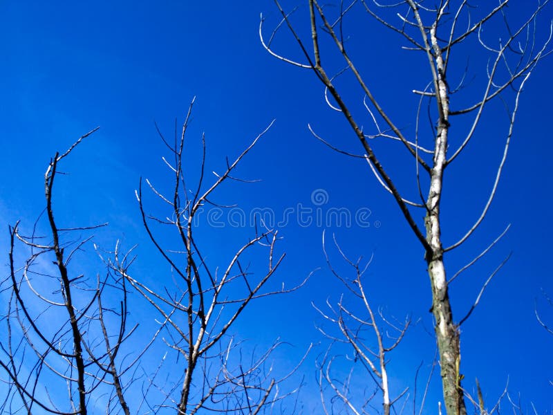 Burning Tree Branches Against a Blue Sky Background Stock Image - Image ...