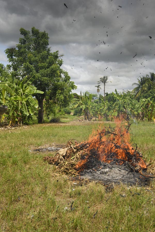 Burning of Native Tress for Agricultural Land Asia Stock Photo - Image ...
