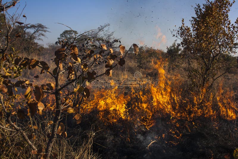 Burning nature stock photo. Image of burn, stunning, flames - 88898406