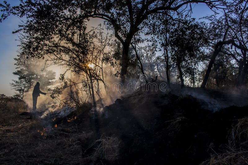 Burning nature stock photo. Image of fire, burning, flames - 88903080