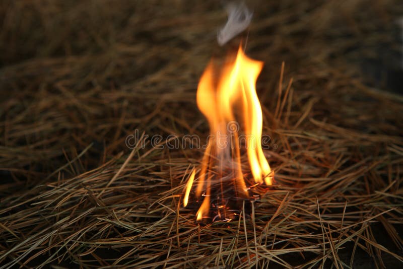 Fire Burning on Dry Pine Needles in Forest. Stock Photo - Image of ...