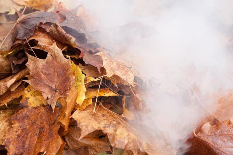 Burning of old leaves stock image. Image of fall, light - 34572489