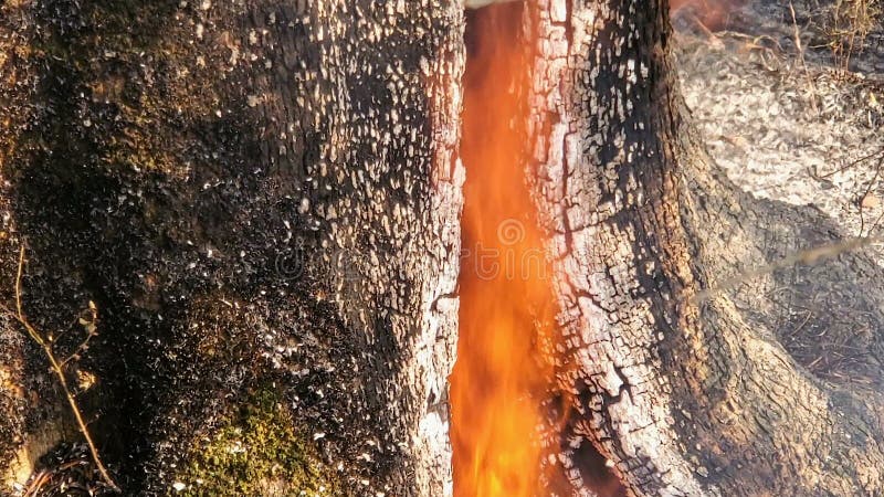 Burning Olive Tree Trunk during a Spring Forest Wildfire Flame,neture ...
