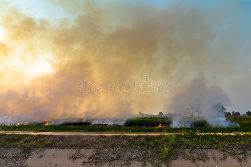 Burning paddy stock image. Image of incineration, inferno - 24482821