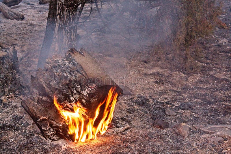 Burning Piece of a Tree Burning on an Ash Covered Forest Floor. Stock ...