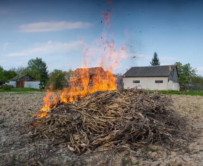 Burning pile of dry corn stock image. Image of incinerate - 115573507