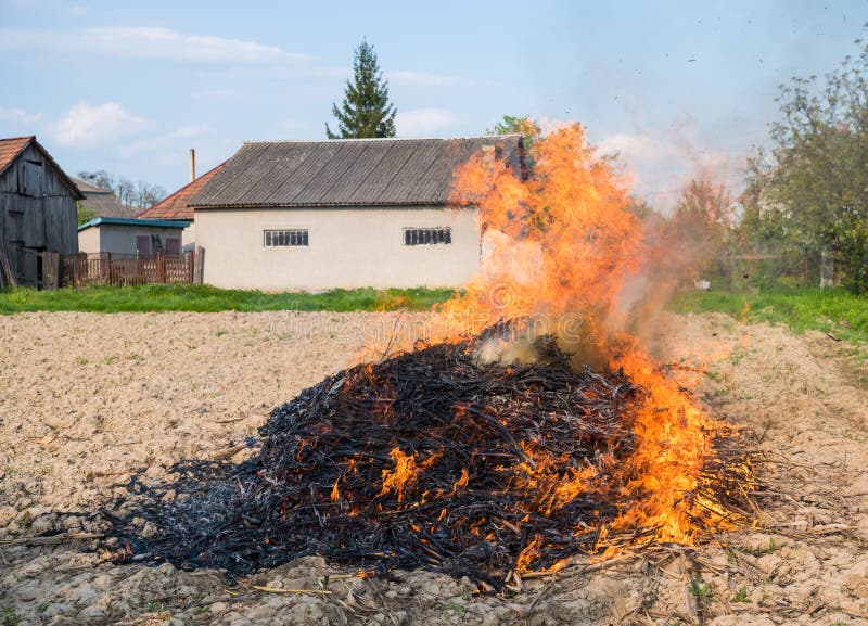 Burning pile of dry corn stock image. Image of incinerate - 115573507