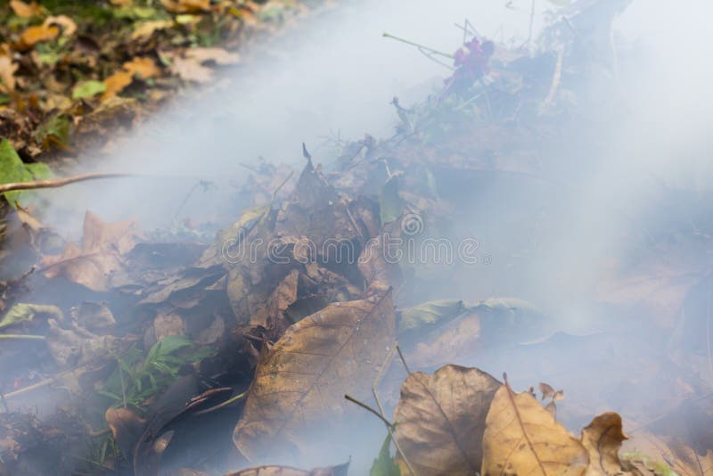 Burning Pile of Dry Leaves and Plants during Typical Autumn Garden Work ...