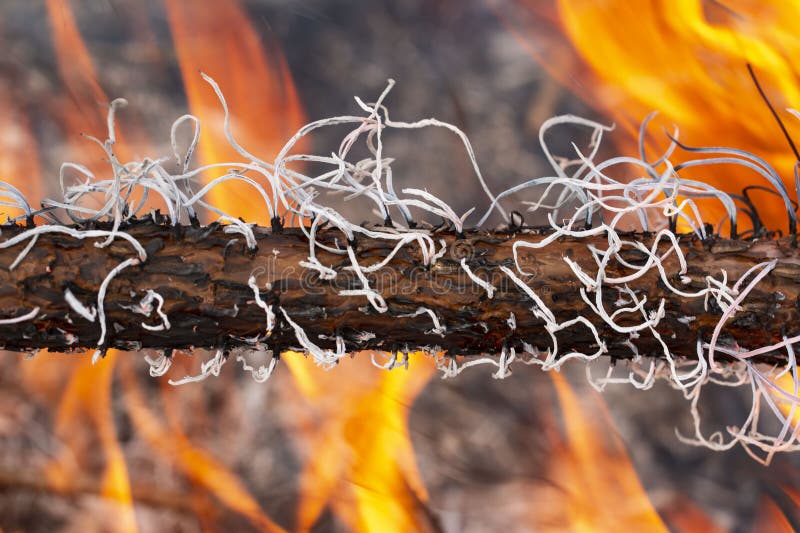 Burning Pine Needles As Background Stock Photo - Image of pine, threat ...