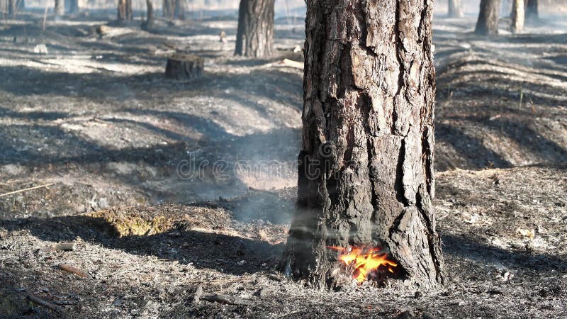 Burning Pine Tree in the Forest Stock Video - Video of forest, danger ...