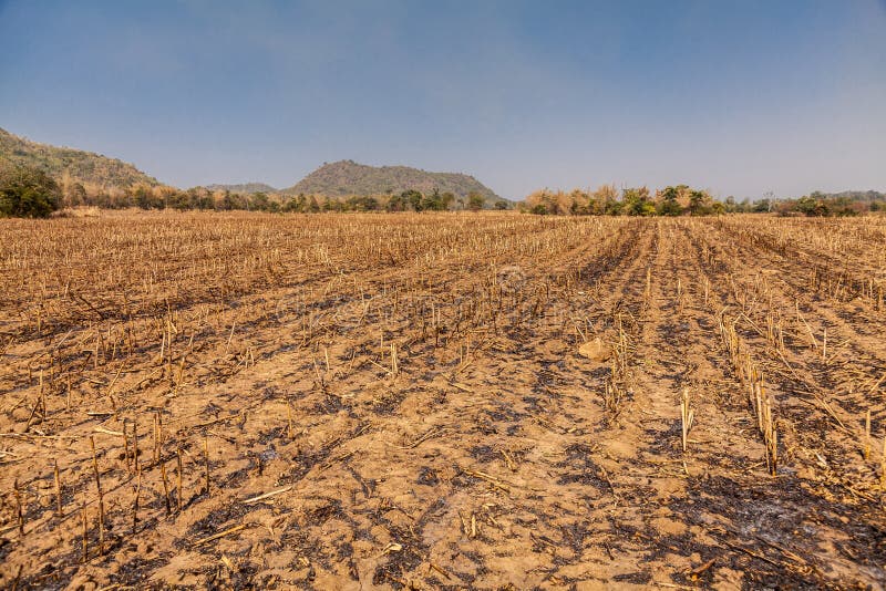 Burning Corn after Harvest Season Stock Photo - Image of agriculture ...