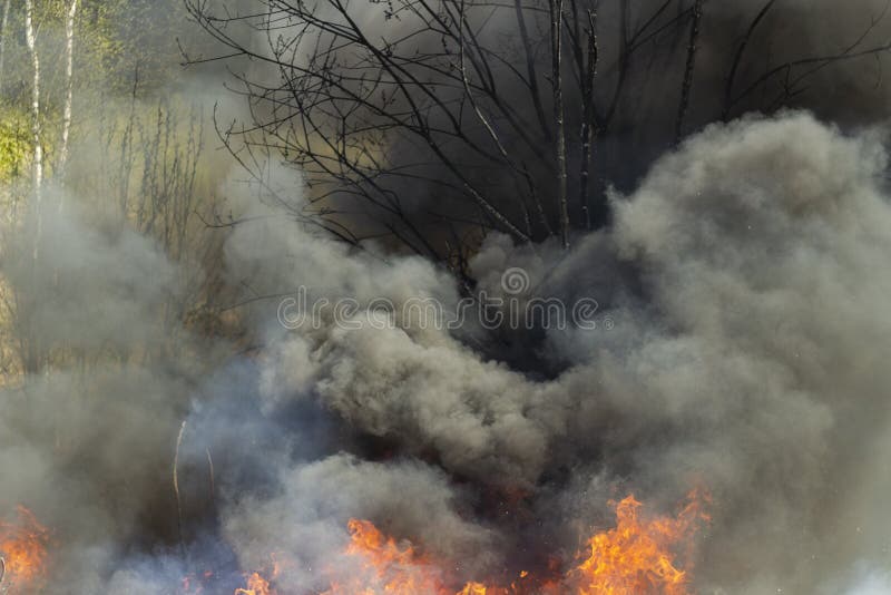 Burning Plants in Fire. Forest Fire Stock Image - Image of change ...