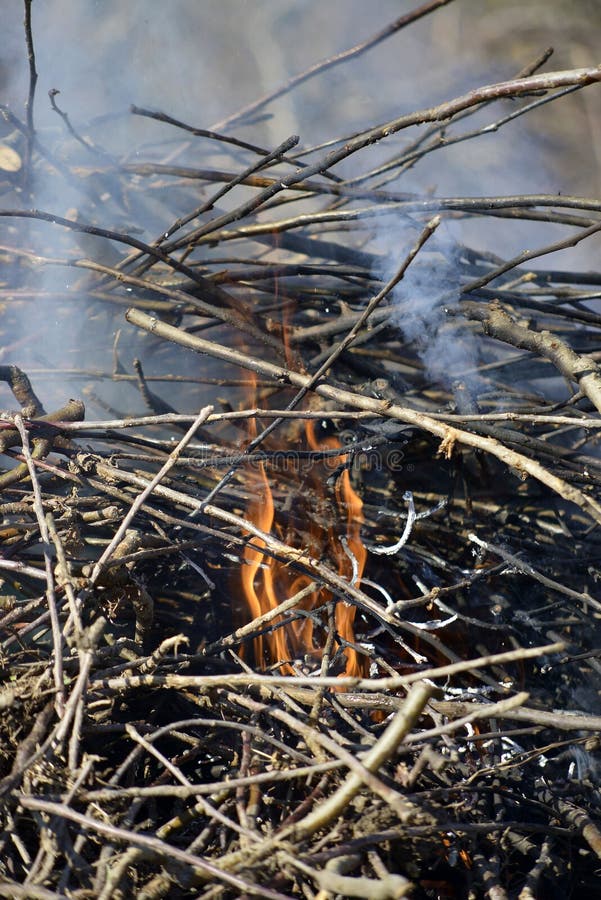 Burning Pruned Apple Branch Stock Photo - Image of elimination, tree ...