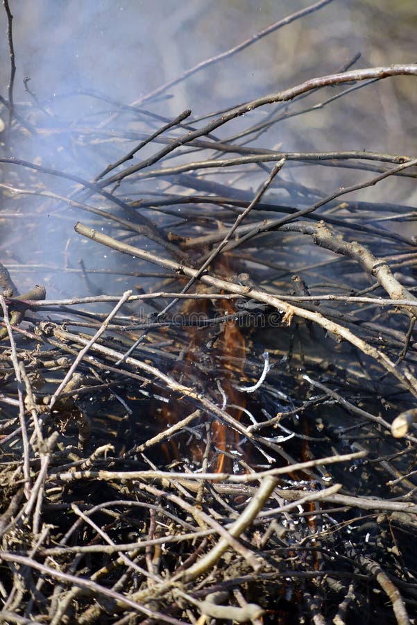 Burning Pruned Apple Branch Stock Photo - Image of elimination, tree ...
